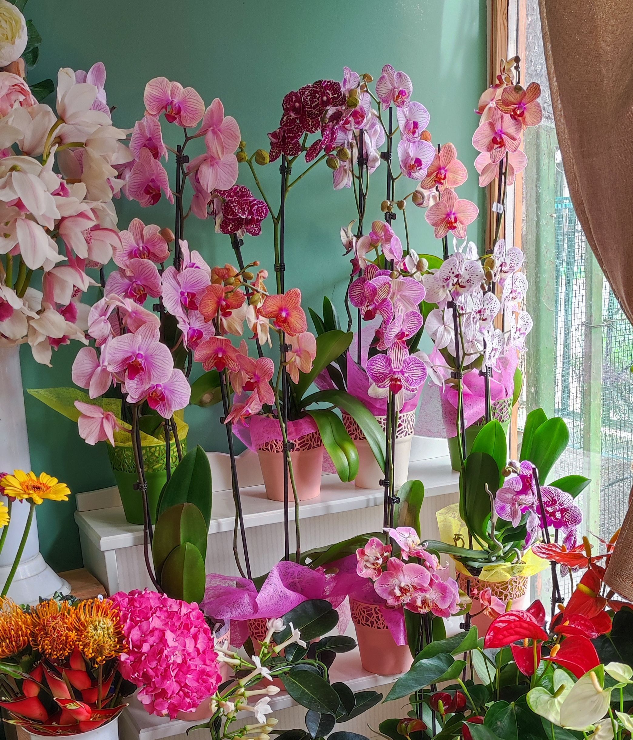 Get Dejavirág Nagy Cserepes Virág Munch Munch and save quality food at ...