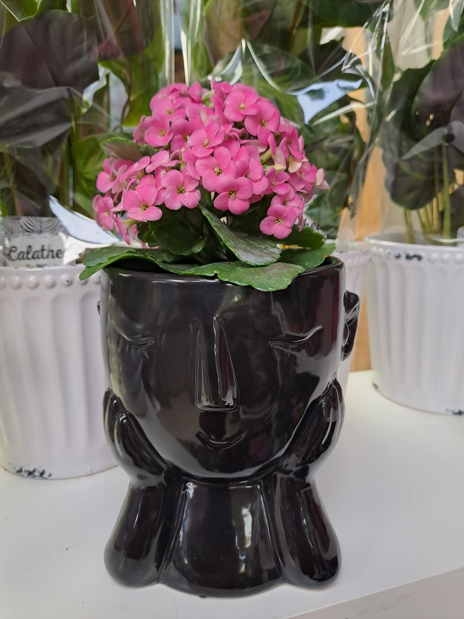 Save Ági Virág Cserepes Növény Munch Munch from food waste and eat well ...